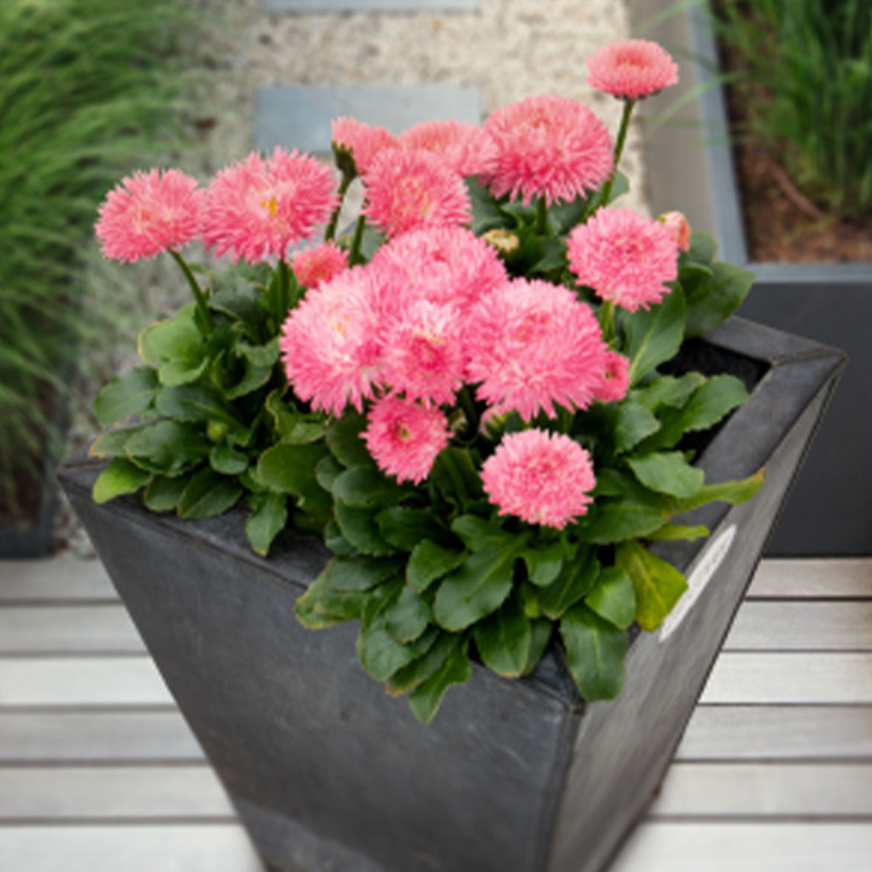 Bellis perennis Robella